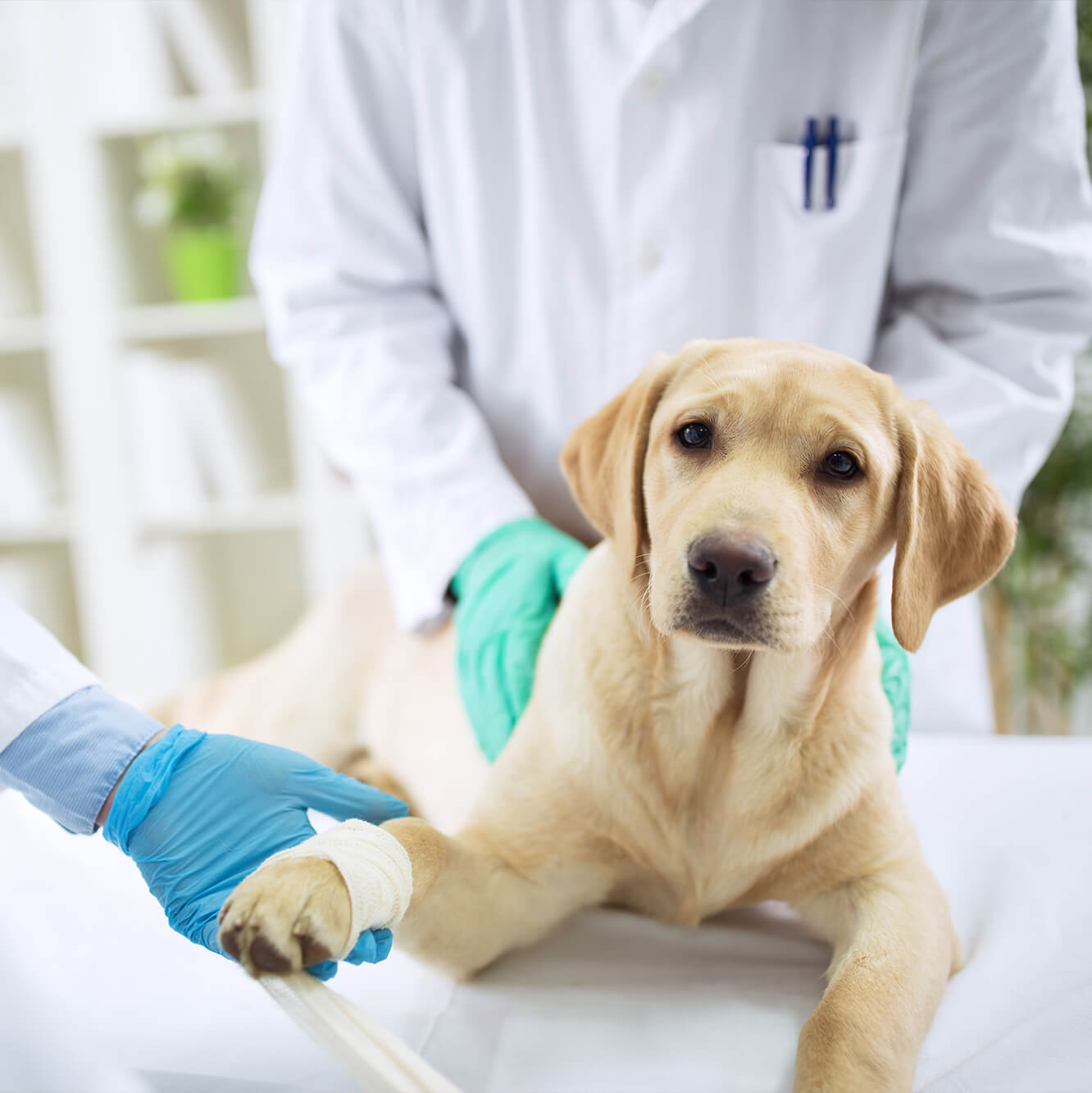 Pet Spay and Neuter Surgery in Rochester, IN | Fulton County Veterinary ...